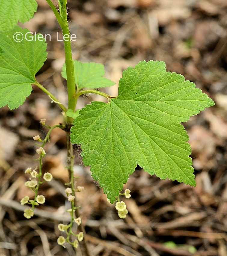 Ribes triste photos Saskatchewan Wildflowers